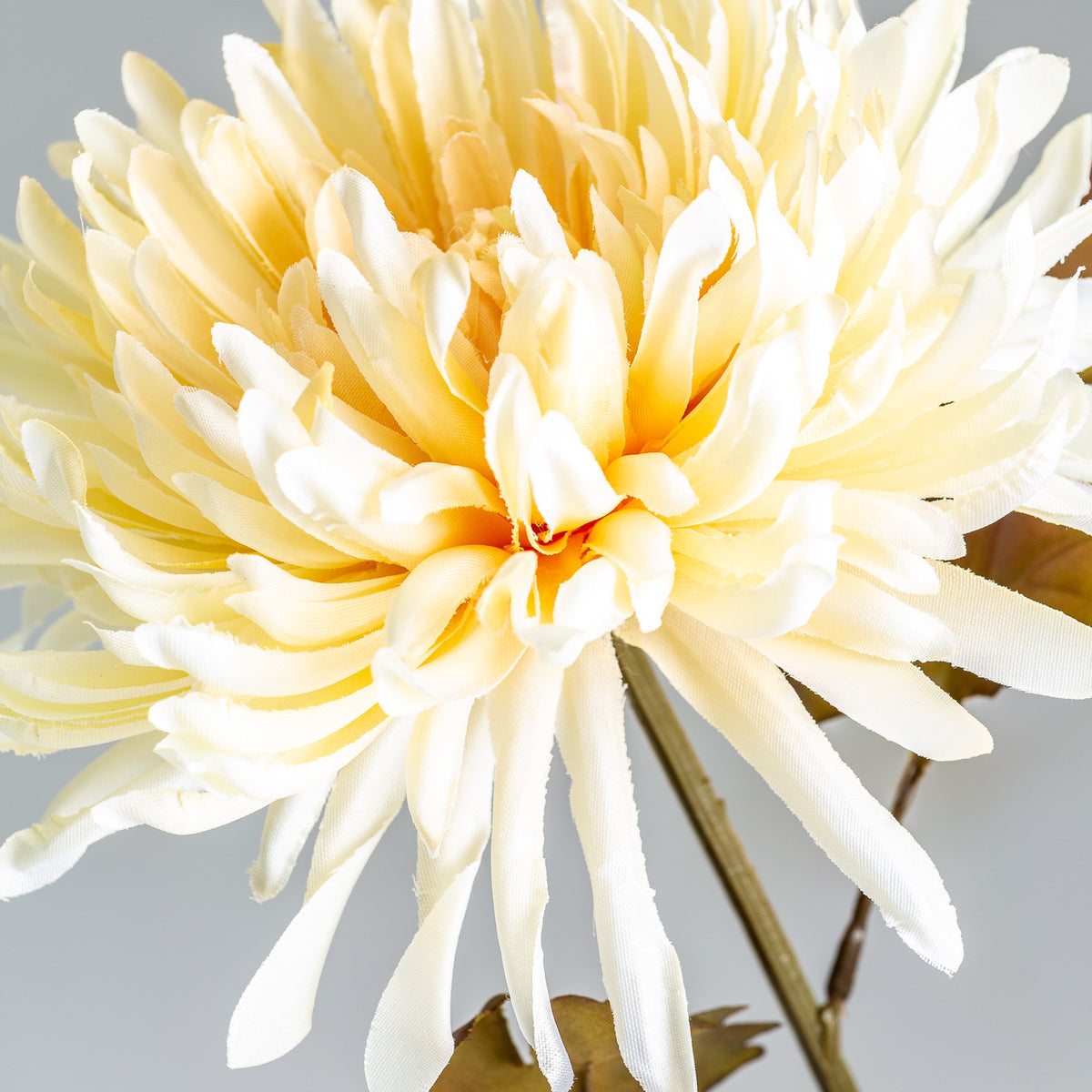 CRISANTEMA FLOWER | SkandiShop